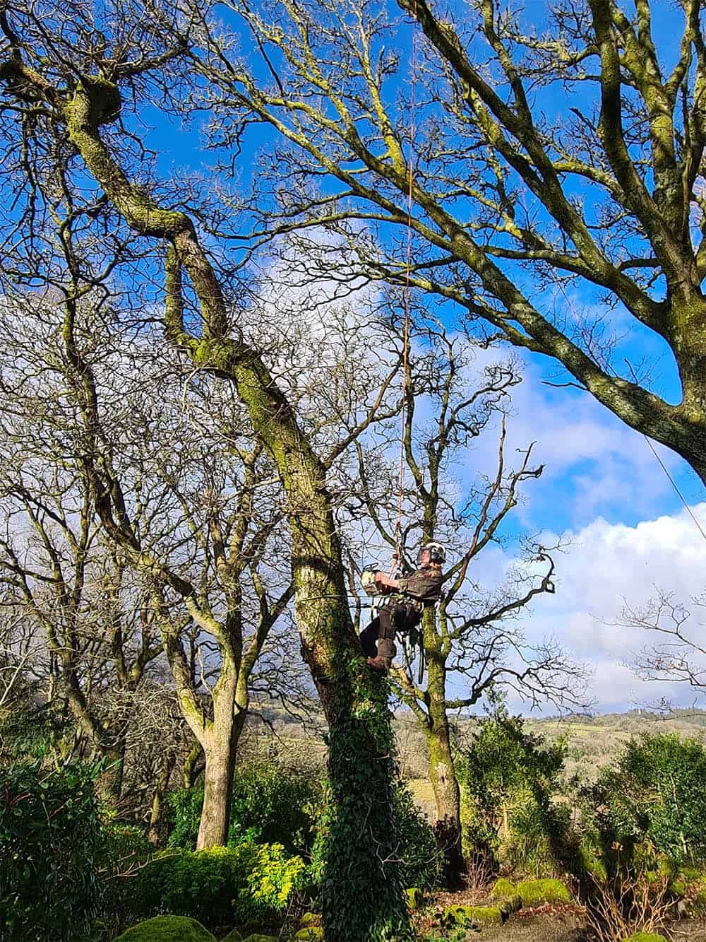 Tree Surveys & Reports in Devon - Evergreen Trees, Devon
